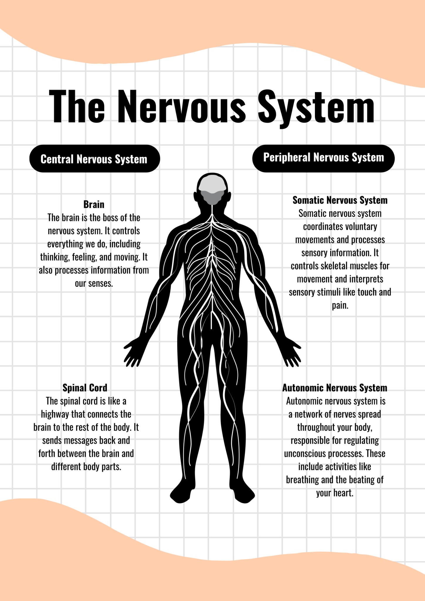 Nervous System Chart - Central Nervous System & Peripheral Nervous ...